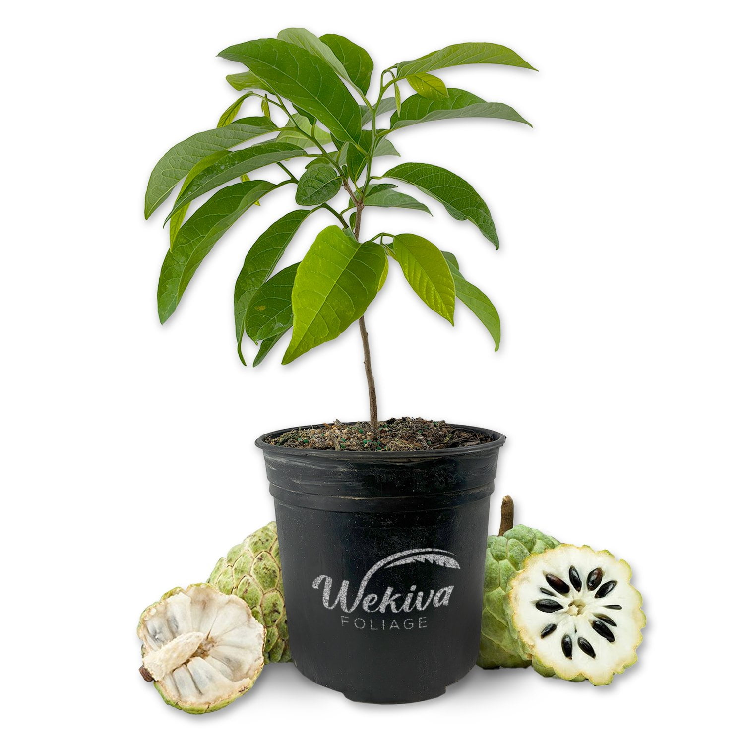 Sugar Apple Tree - Sweetsop - Live Plant in a 1 Gallon Growers Pot ...