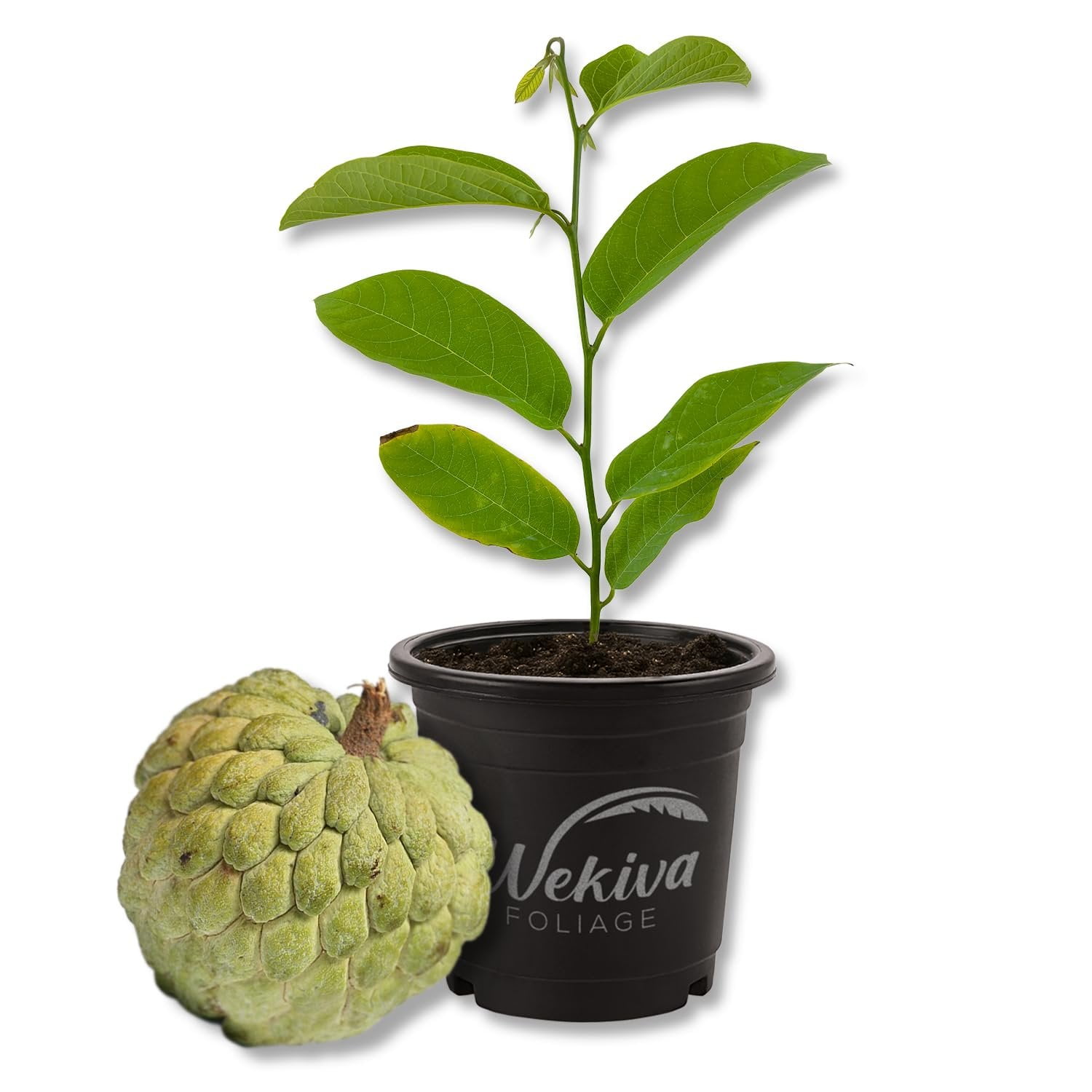 Sugar Apple Tree - Sweetsop - Live Plant in a 4 Inch Growers Pot - Annona Squamosa - Beautiful ...