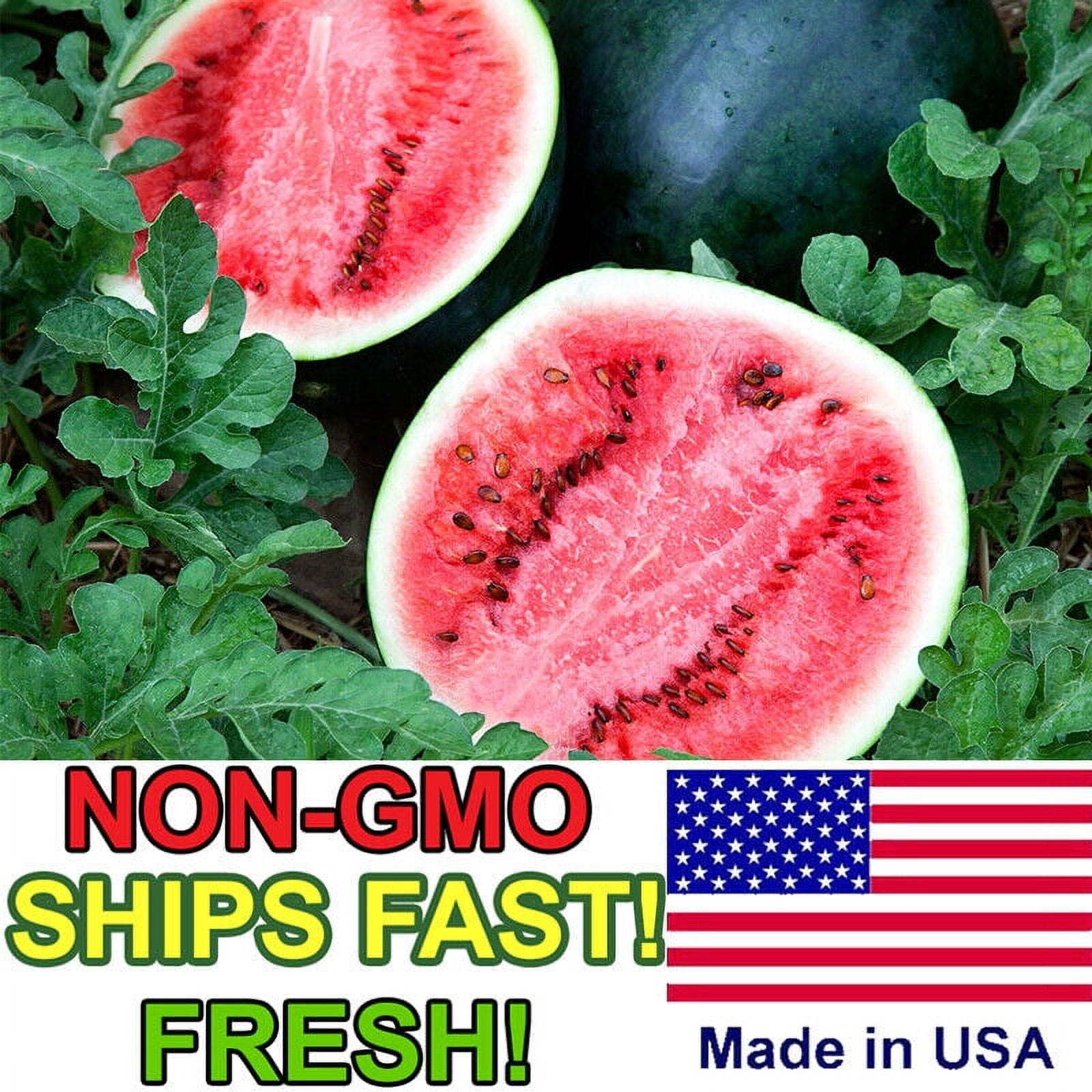 Sugar Baby Watermelon Seeds | Non-GMO Heirloom Vegetable Fruit Garden ...