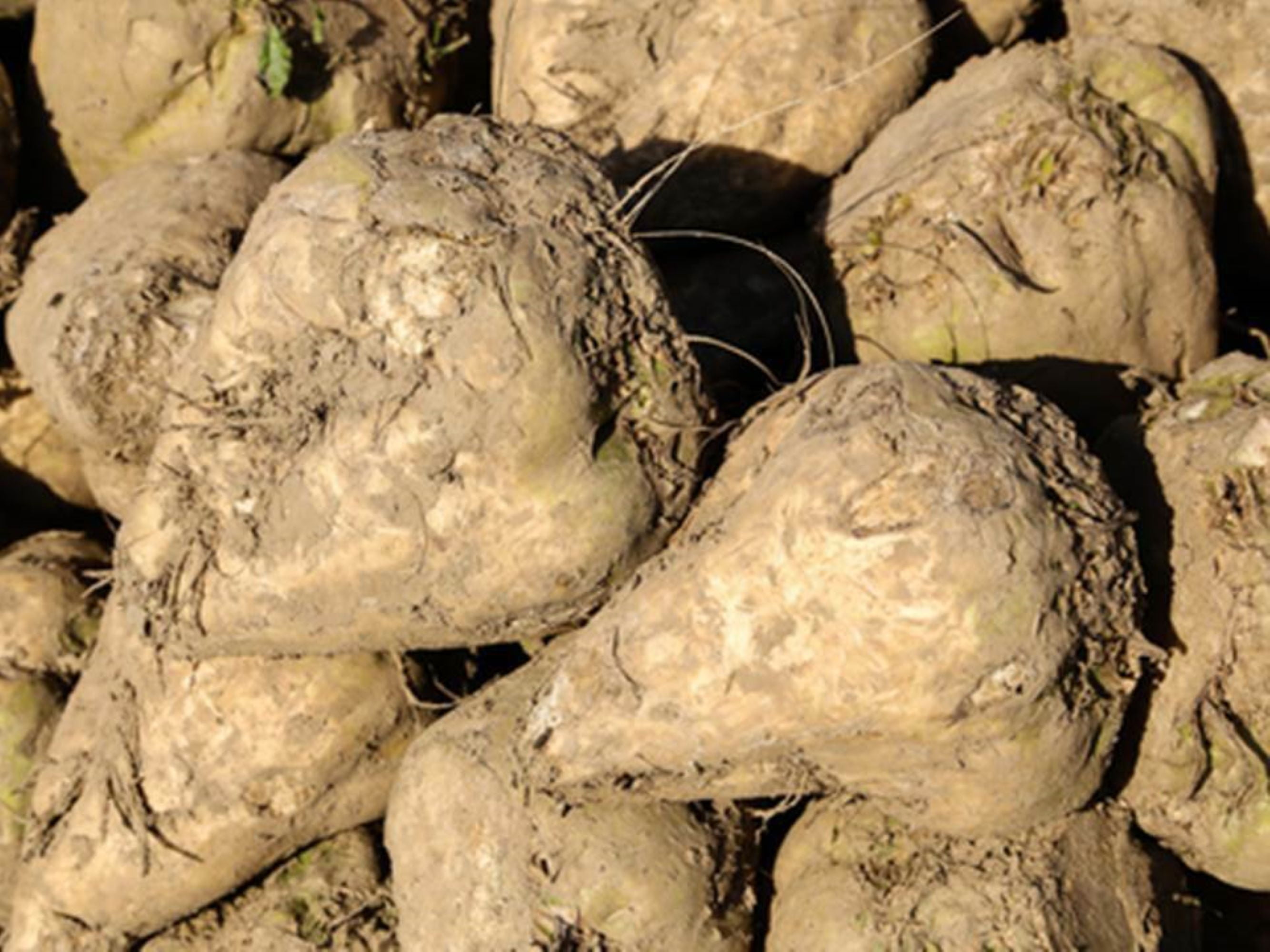 Sugar Beet Seeds/Biennial/Full Sun/570 Seeds 1/4 oz/Zellajake Farm and ...