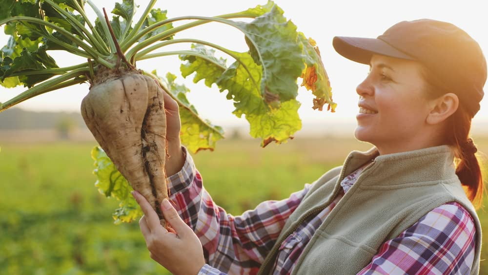 Sugar Beets Seed - 250+ Seeds - Made in USA, Ships from Iowa. - Walmart.com