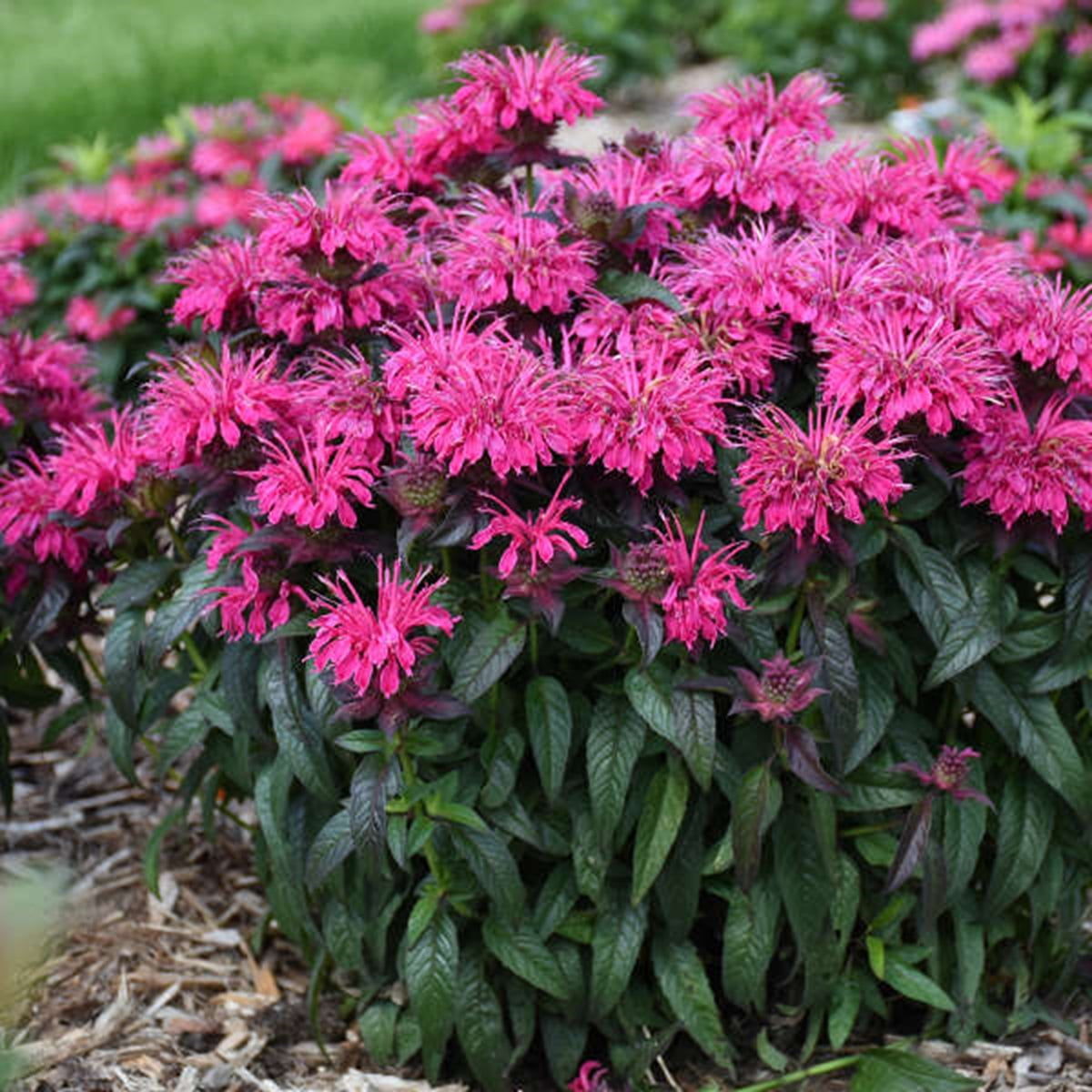 Sugar Buzz® Berry Taffy Bee Balm - Monarda - Quart Pot - Walmart.com