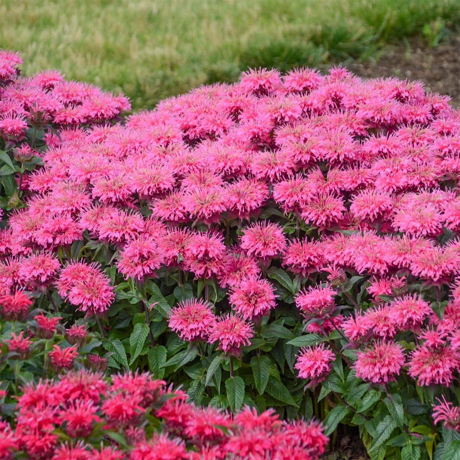 Direct Gardening Monarda Berry Taffy Pink Bee Balm Perennial Flowers ...