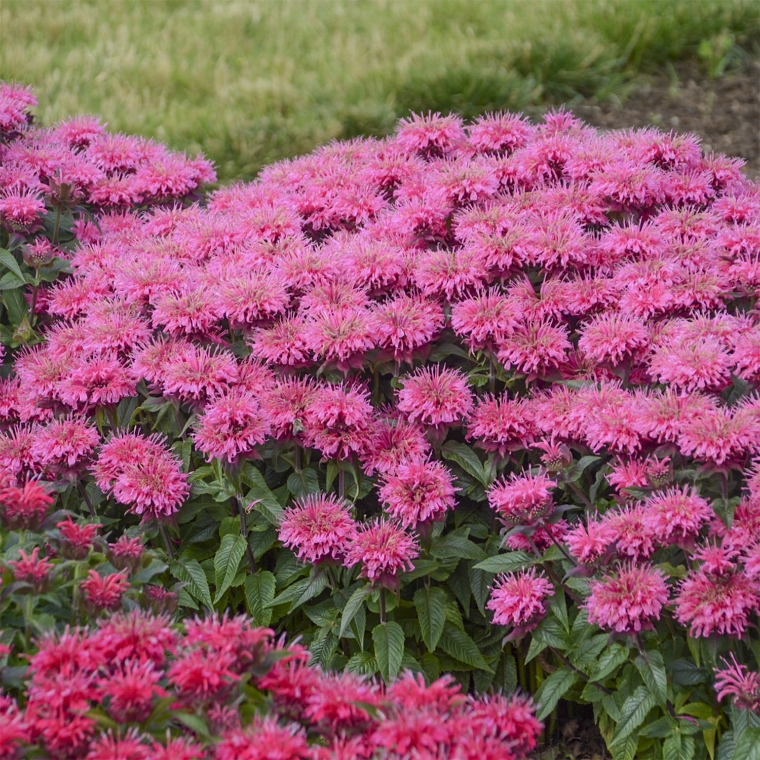 Gardens Alive Monarda Berry Taffy Pink Bee Balm Perennial Flowers ...
