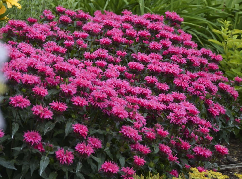 Sugar Buzz® Grape Gumball Bee Balm - Monarda - Gallon Pot - Walmart.com