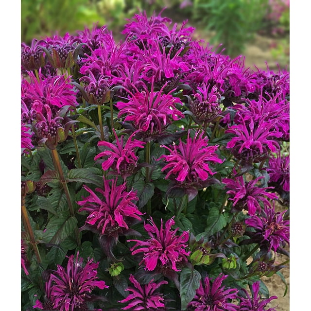 Sugar Buzz® Rockin' Raspberry Bee Balm - Monarda - Quart Pot - Walmart.com