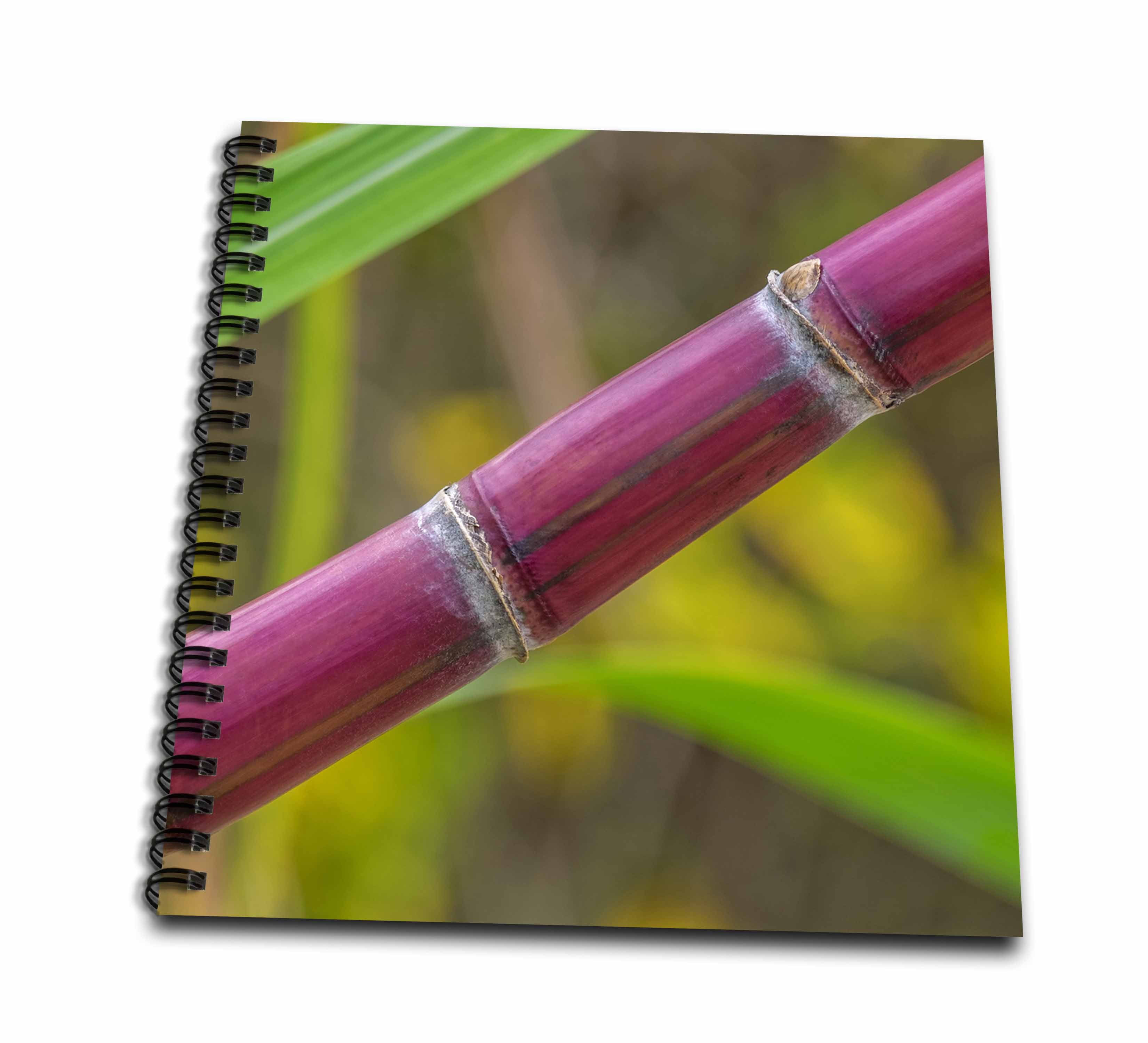 3dRose, Sugar Cane, Drawing Book 8 x 8 inch - Walmart.com