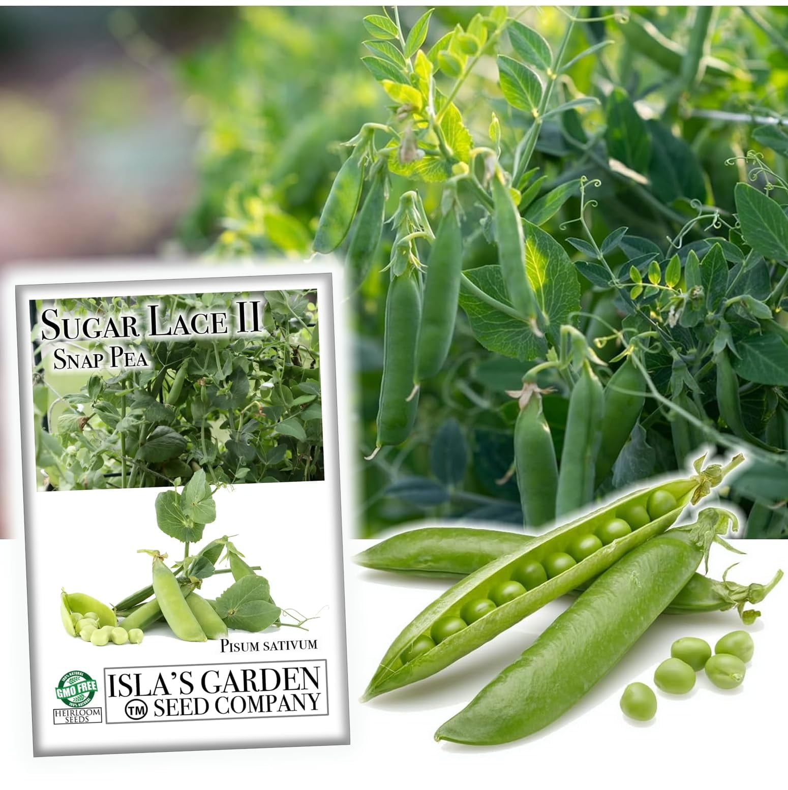 Sugar Lace II TWE5 Snap Pea Seeds (Pisum sativum) - 50+ Heirloom Non ...