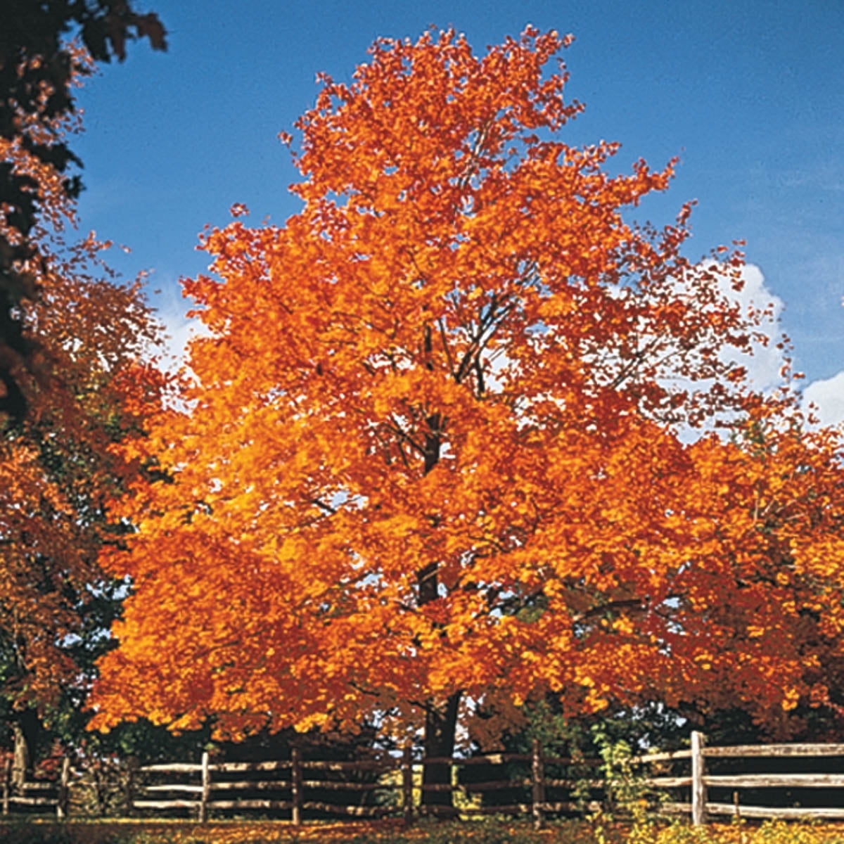 Sugar Maple (Acer) Dormant Bare Root Starter Shade Tree (1-Pack ...