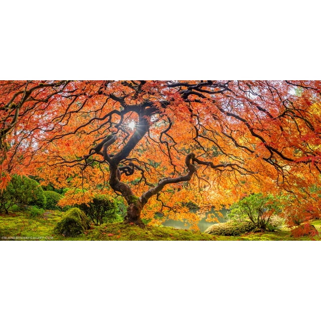 Sugar Maple Seeds | Sugar Maple Tree Seeds | Maple Tree Seeds | 50 ...