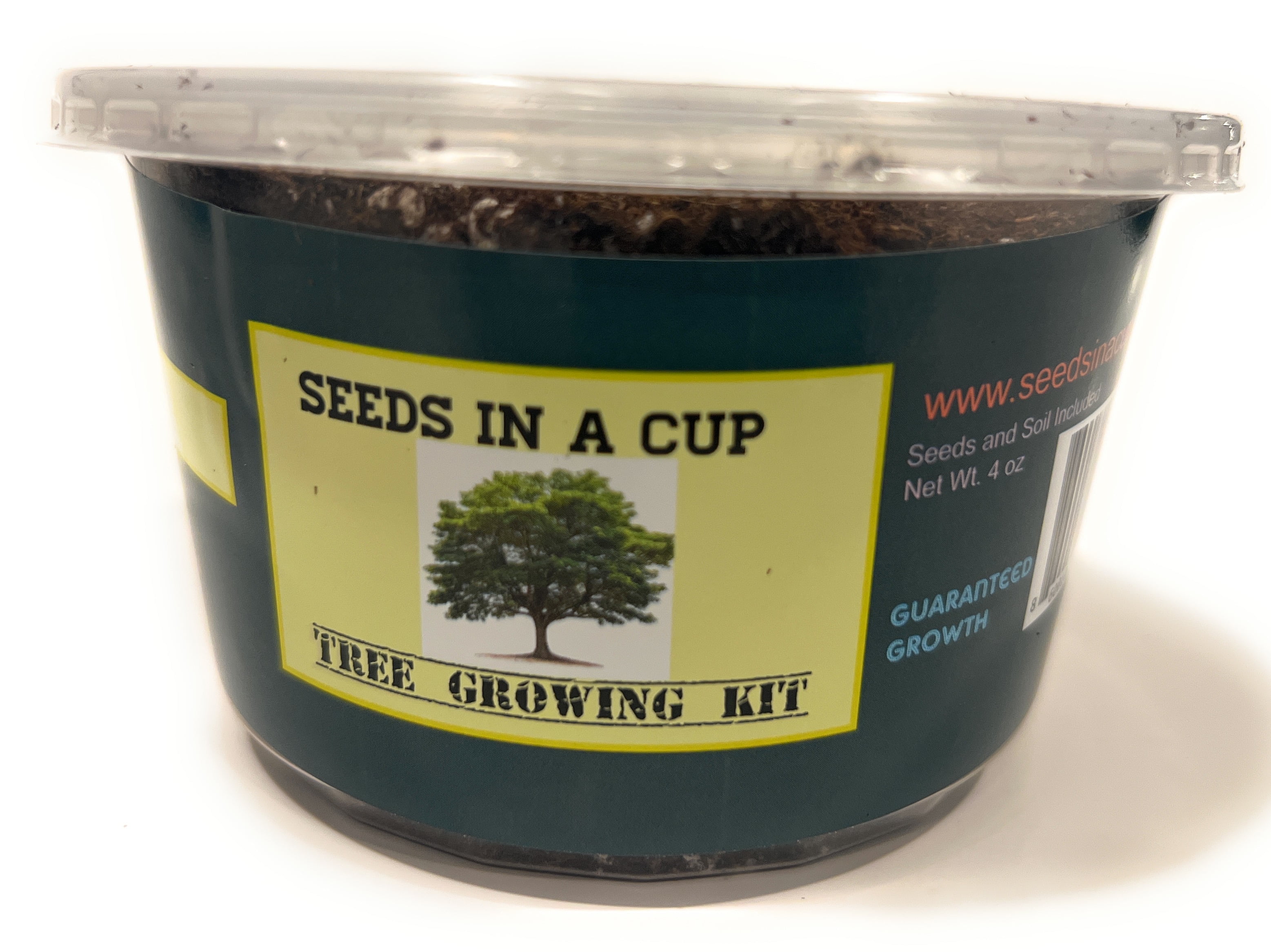 Sugar Maple Tree | Seed Starter Grow Kit | Seeds In A Cup® - Walmart.com