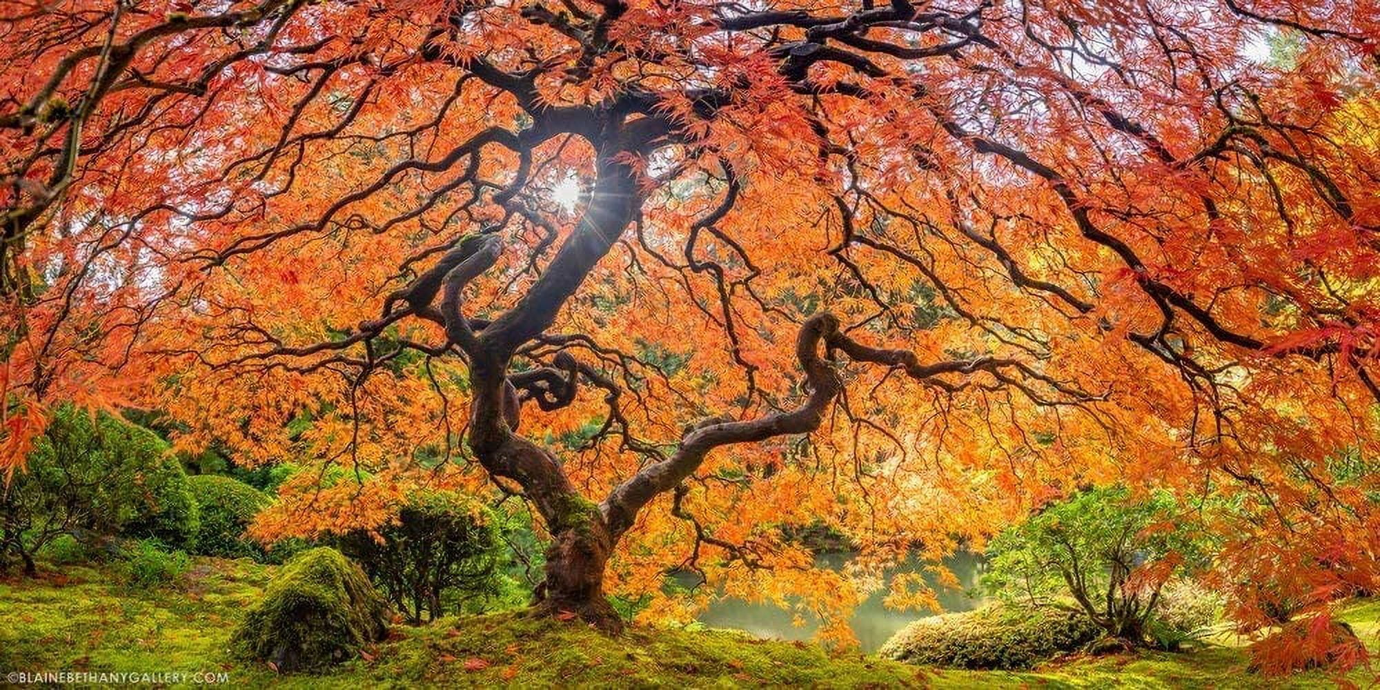 Sugar Maple Tree Seeds - 20+Seeds to Grow - Vibrant Yellow Fall Leaves ...