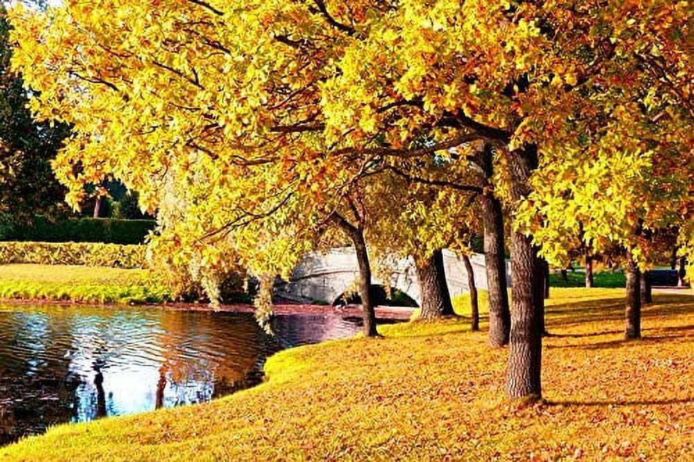 CZ Grain Sugar Maple Tree Seeds - 20+ Seeds, Vibrant Yellow Fall Leaves ...
