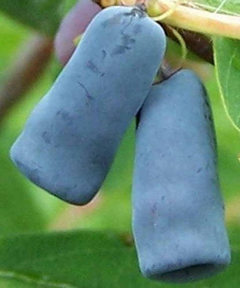 Sugar Mountain"Blue" Sweetberry Honeysuckle Honeyberry Vitamin Berries ...