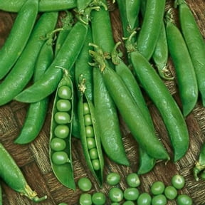 Super Sugar Snap Pea Seeds - 25 g Packet (~75 Seeds) - Heirloom Snap ...