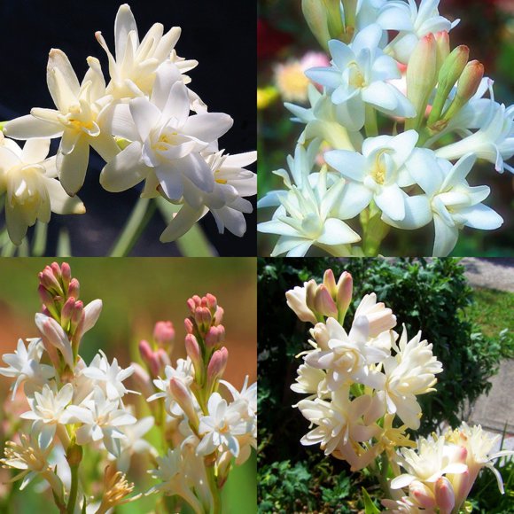 Tuberose Bulbs
