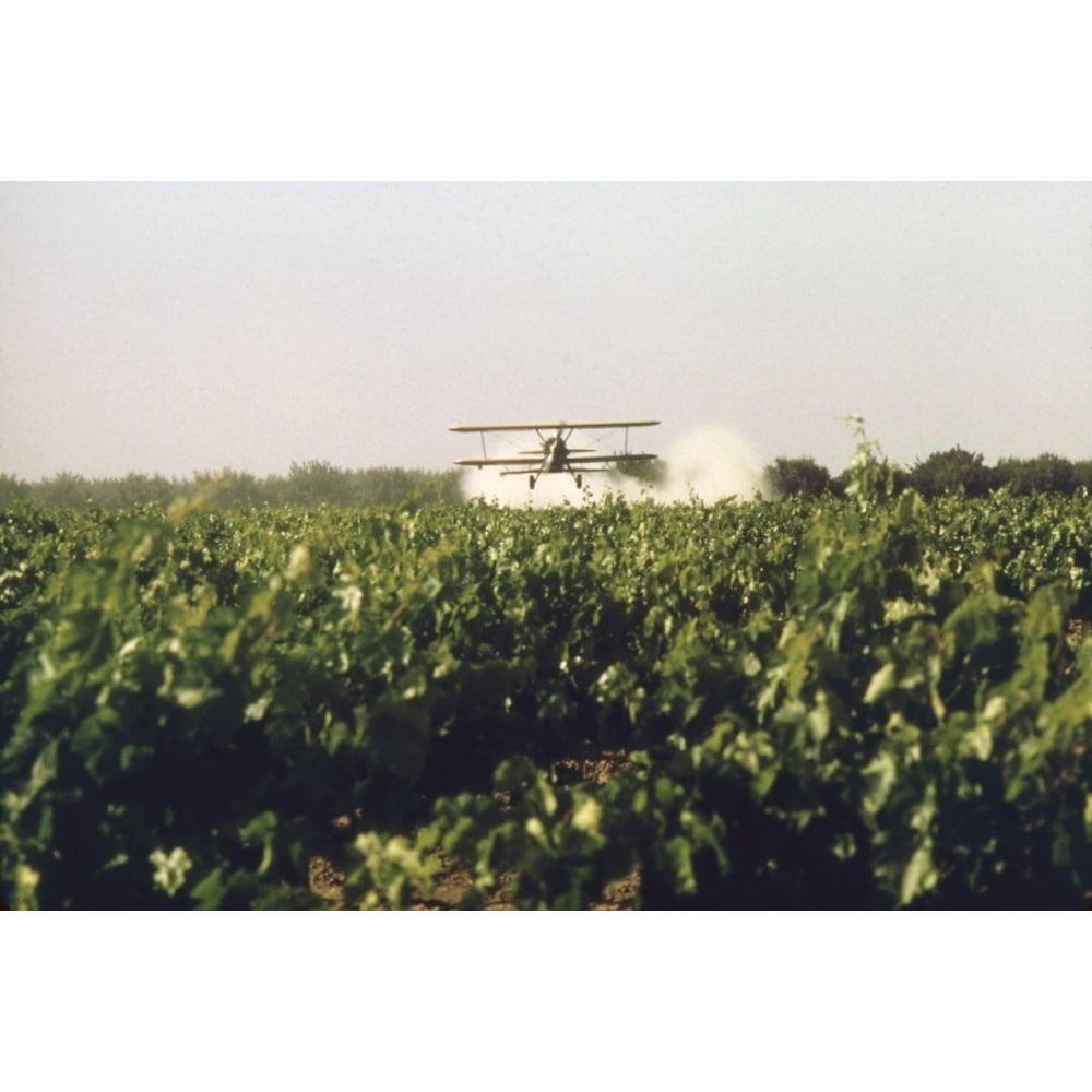 Sulfur Dusting Of Grape Vines By Air. Pure Elemental Sulfur Is Organic ...