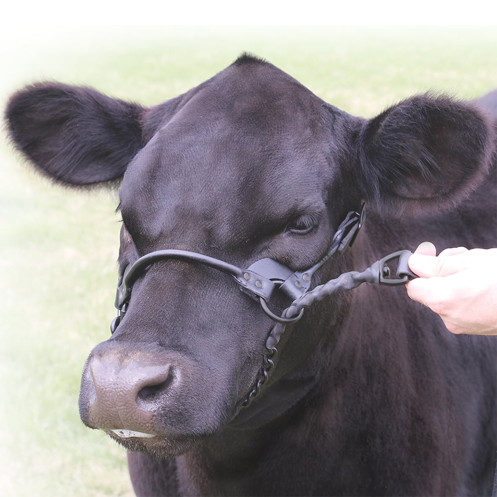 Sullivan Supply 1st Class Show Halter Black M - Walmart.com