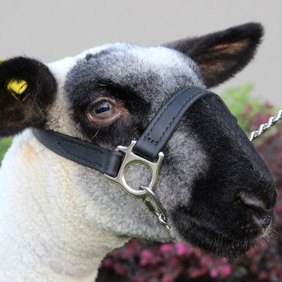 Sullivan Supply FIRST CLASS SHEEP/GOAT HALTER Natural S/M - Walmart.com