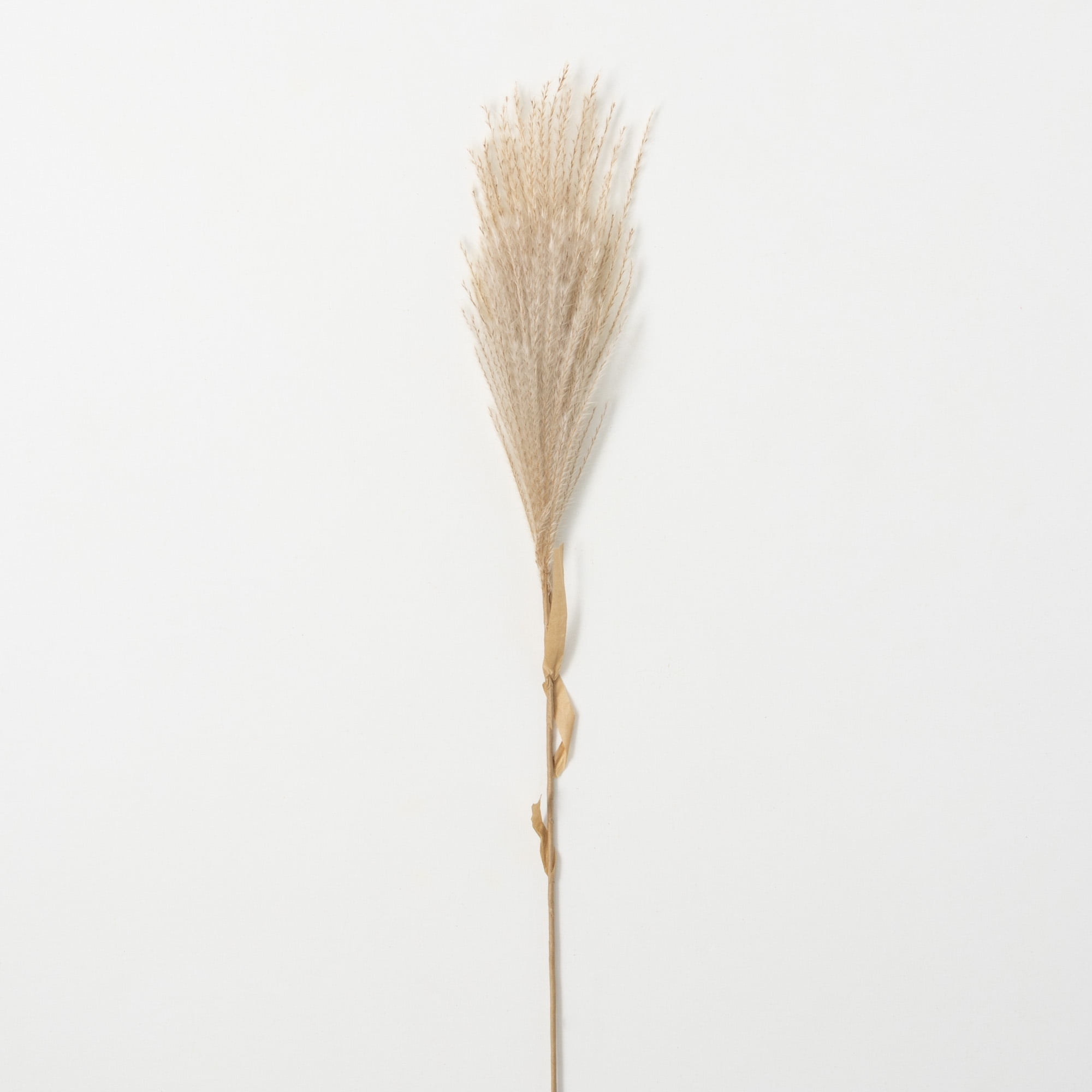 Sullivans 48 Inch Artificial Wheat-Colored Feathery Reed Stem Faux ...