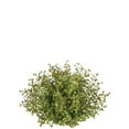 Sullivans Baby Grass Half Orb Decorative Filler 7H Green - Walmart.com