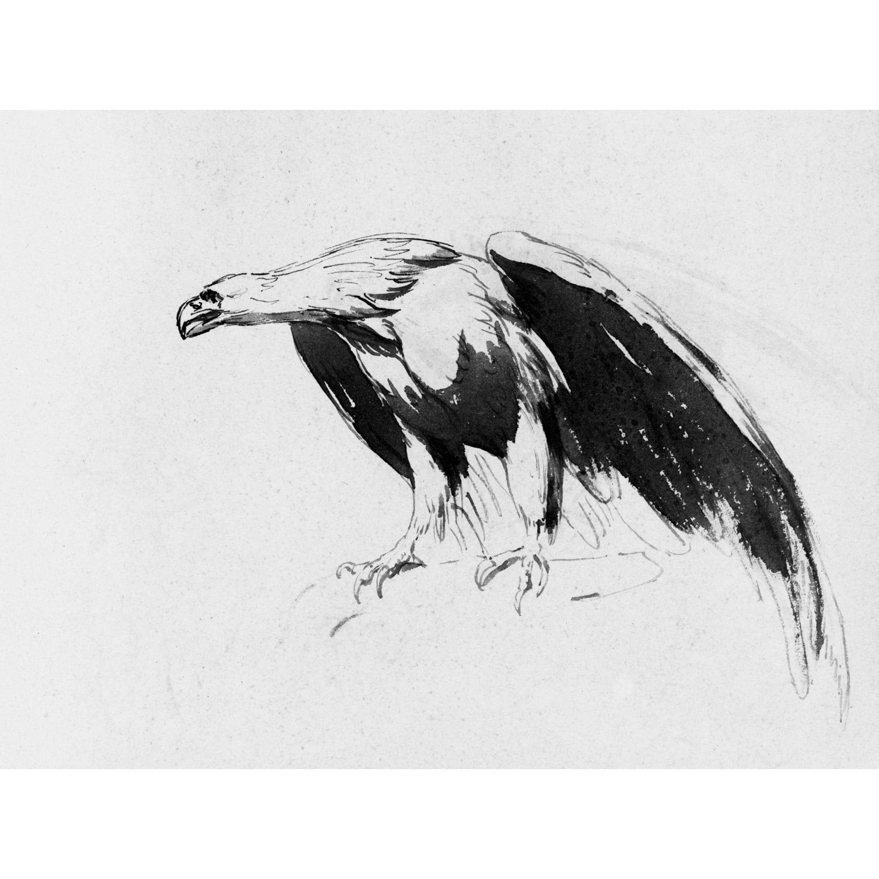 Sully Eagle Sketchbook Drawing Extra Large XL Wall Art Poster Print ...