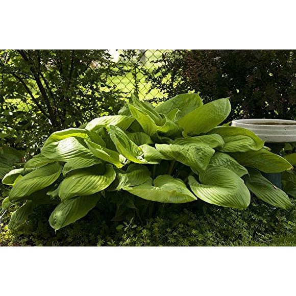 Hosta Plants in Perennials - Walmart.com