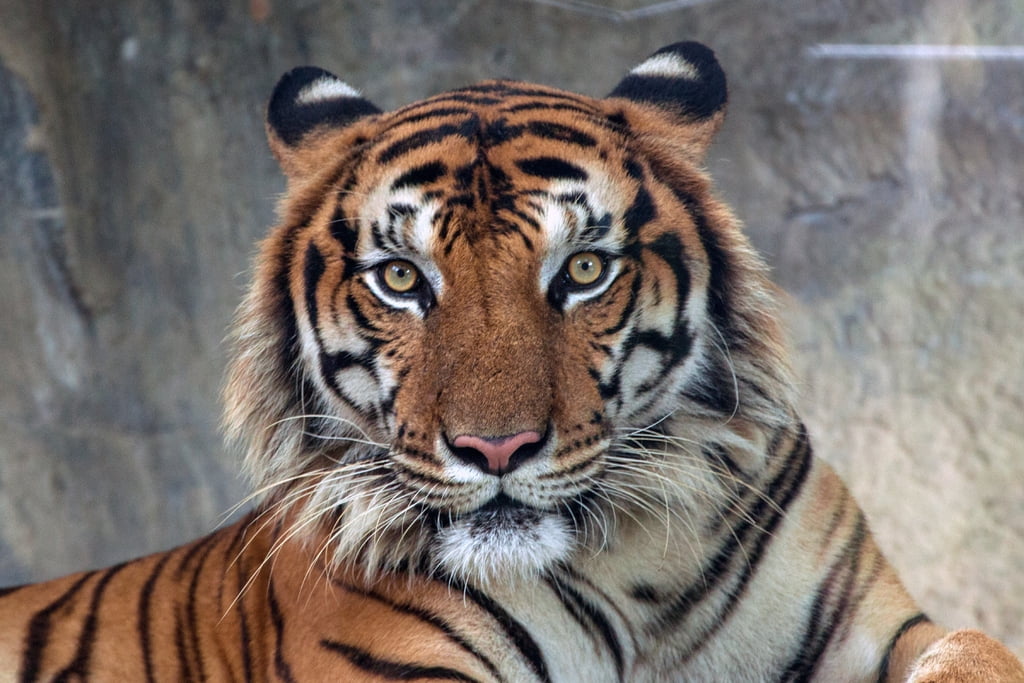 Sumatran Tiger Body Face Portrait Panthera Tigris Sumatrae Wild Animal ...