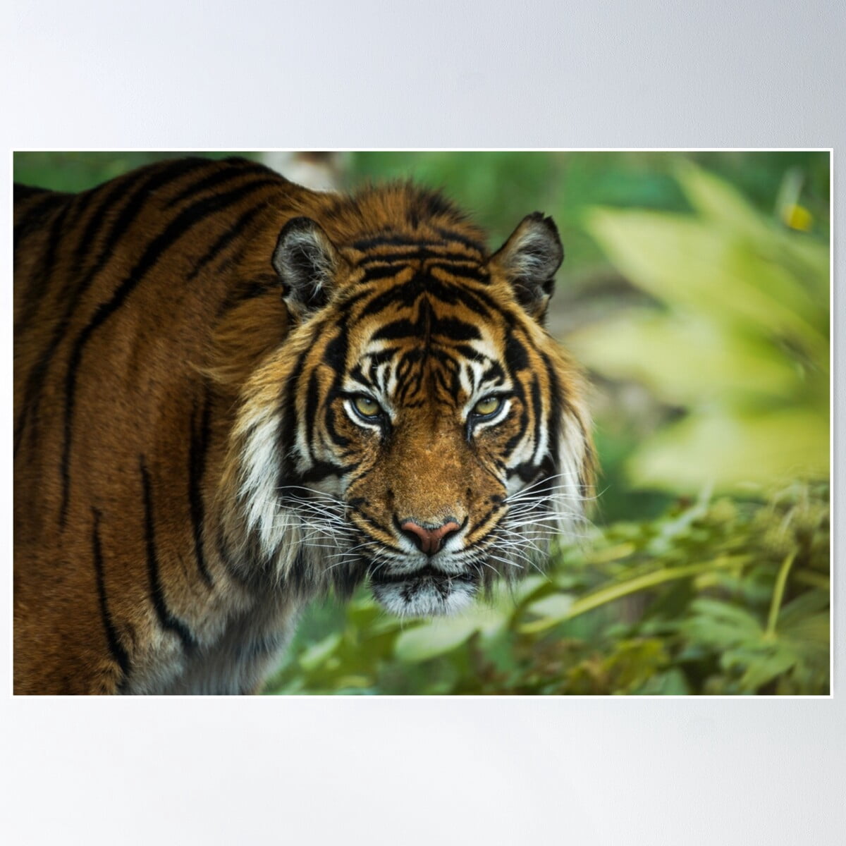 Sumatran Tiger Poster Wall Art, Modern Wall Decor For Living Room ...