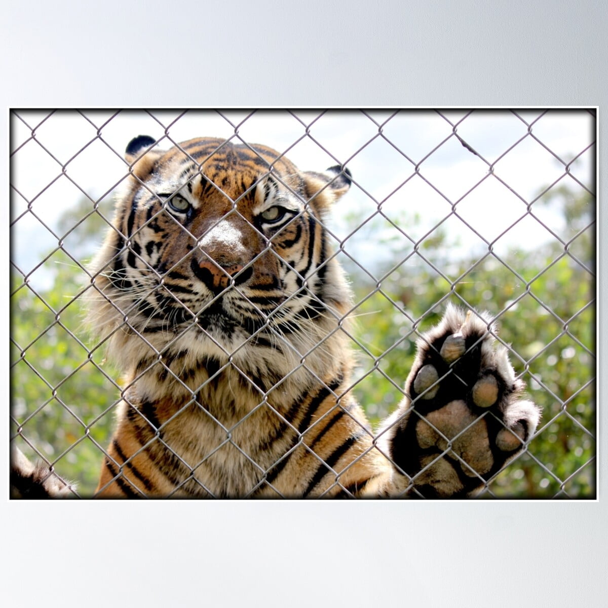 Sumatran Tiger Poster Wall Art, Modern Wall Decor For Living Room ...