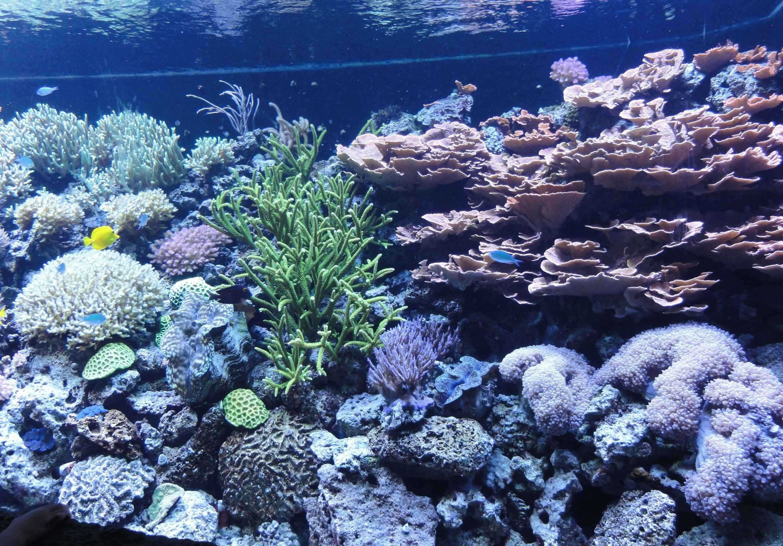 Sumerlin Sea Coral II Glossy Poster - Walmart.com