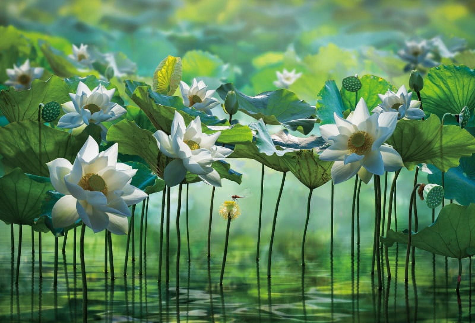 Summer Blooming Lotus Photography Backdrop Lotus Pond Nature Landscape ...