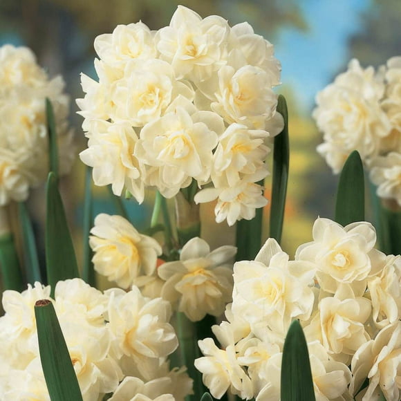 Daffodil Bulbs in Plant Bulbs - Walmart.com
