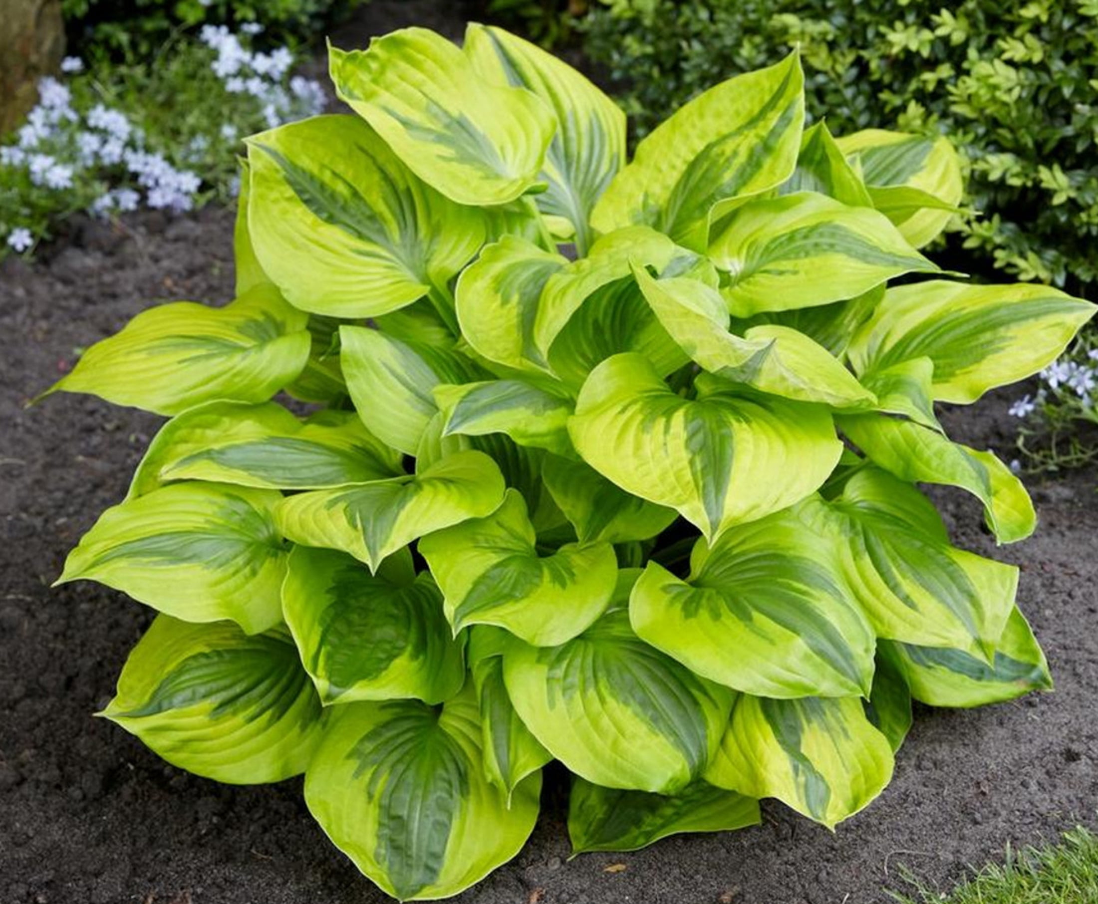 Summer Lovin Hosta - Lemon Lime Leaves - 4" Pot - Shade Perennial ...
