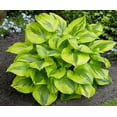 Summer Lovin Hosta - Lemon Lime Leaves - 4" Pot - Shade Perennial ...
