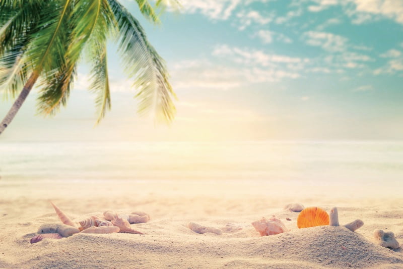Summer Sandy Beach Backdrop Tropical Ocean Palm Tree Leaves Seaside ...