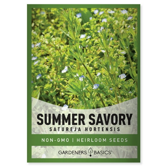 Summer Savory Flower