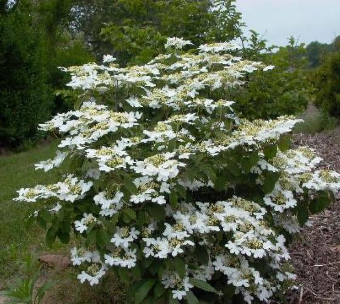 Divinity Stokes Aster Perennial - Stokesia - Snowy White Blooms ...