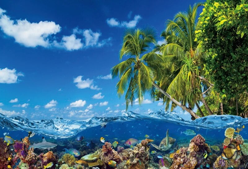 Summer Tropical Blue Sea Sky Ocean Fishes Coral Plants Plam Tree Forest ...