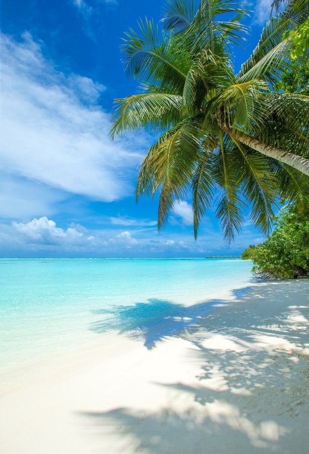 Summer Tropical Palm Tree Beach Photography Backdrops Blue Sea Sky ...