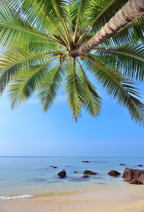 Summer Tropical Palm Tree Beach Photography Backdrops Blue Sea Sky ...