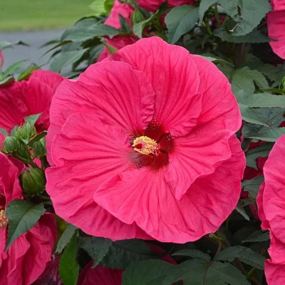 Hibiscus Plant