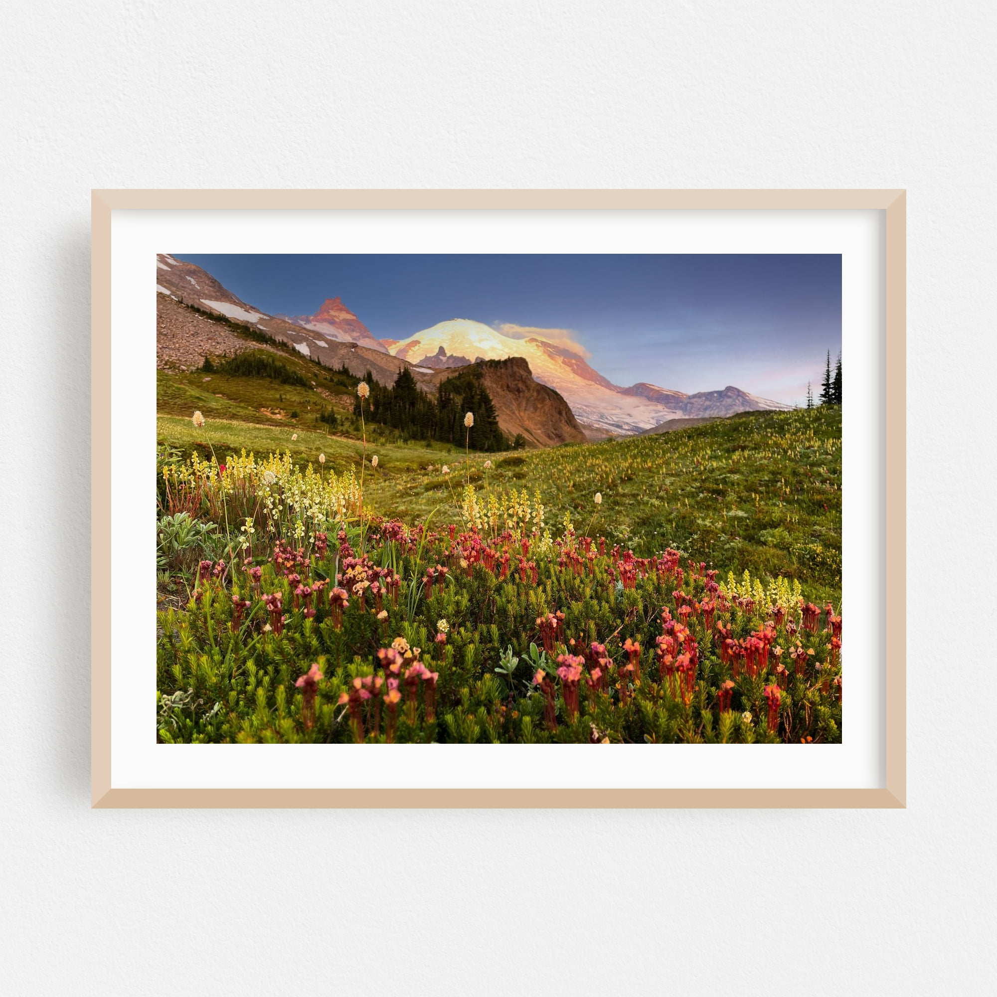 Summerland Sunrise, Mt. Rainier National Park - Washington Photography ...