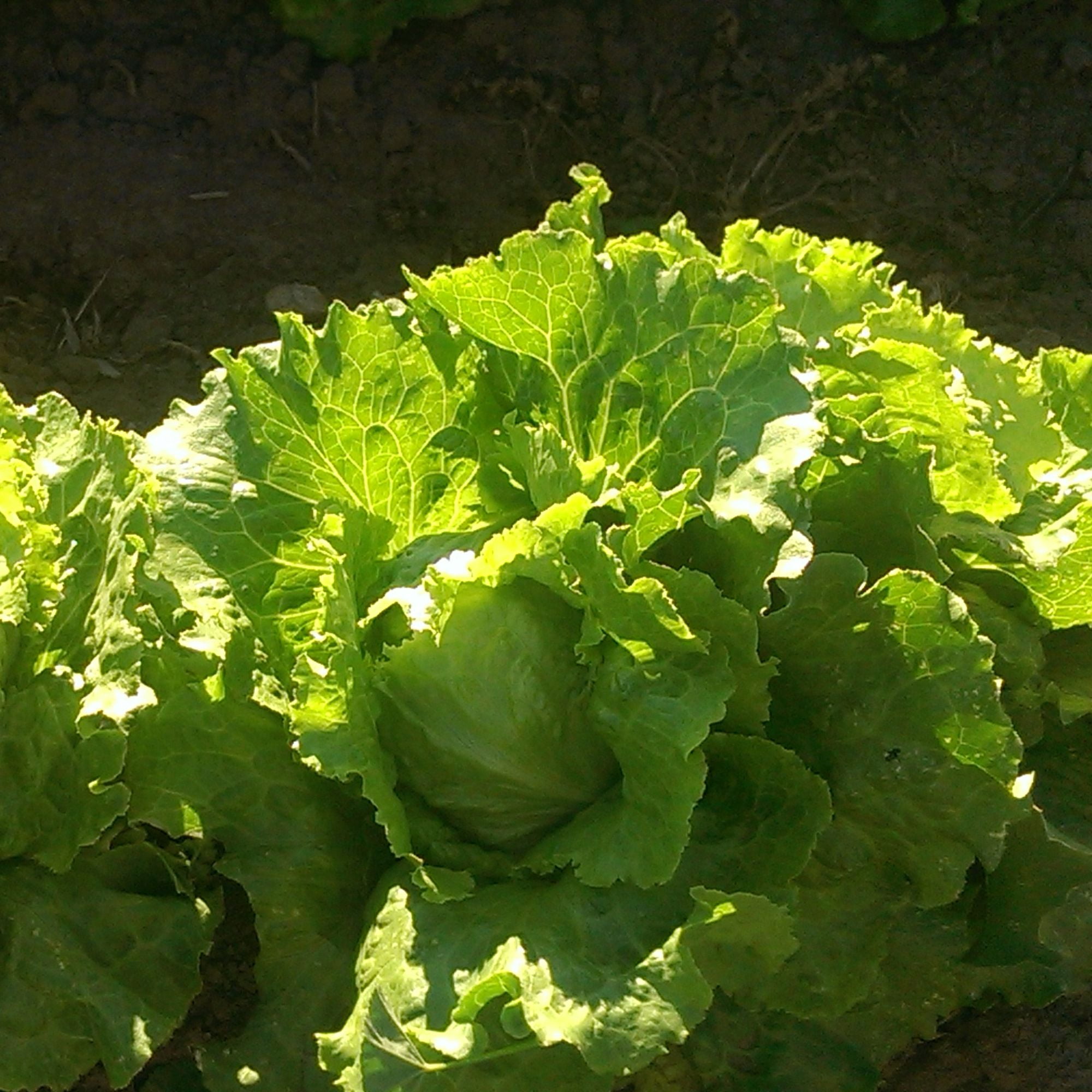 Summertime Lettuce 4 Oz ~93,000 Seeds – 65-80 Days – Lactuca sativa ...