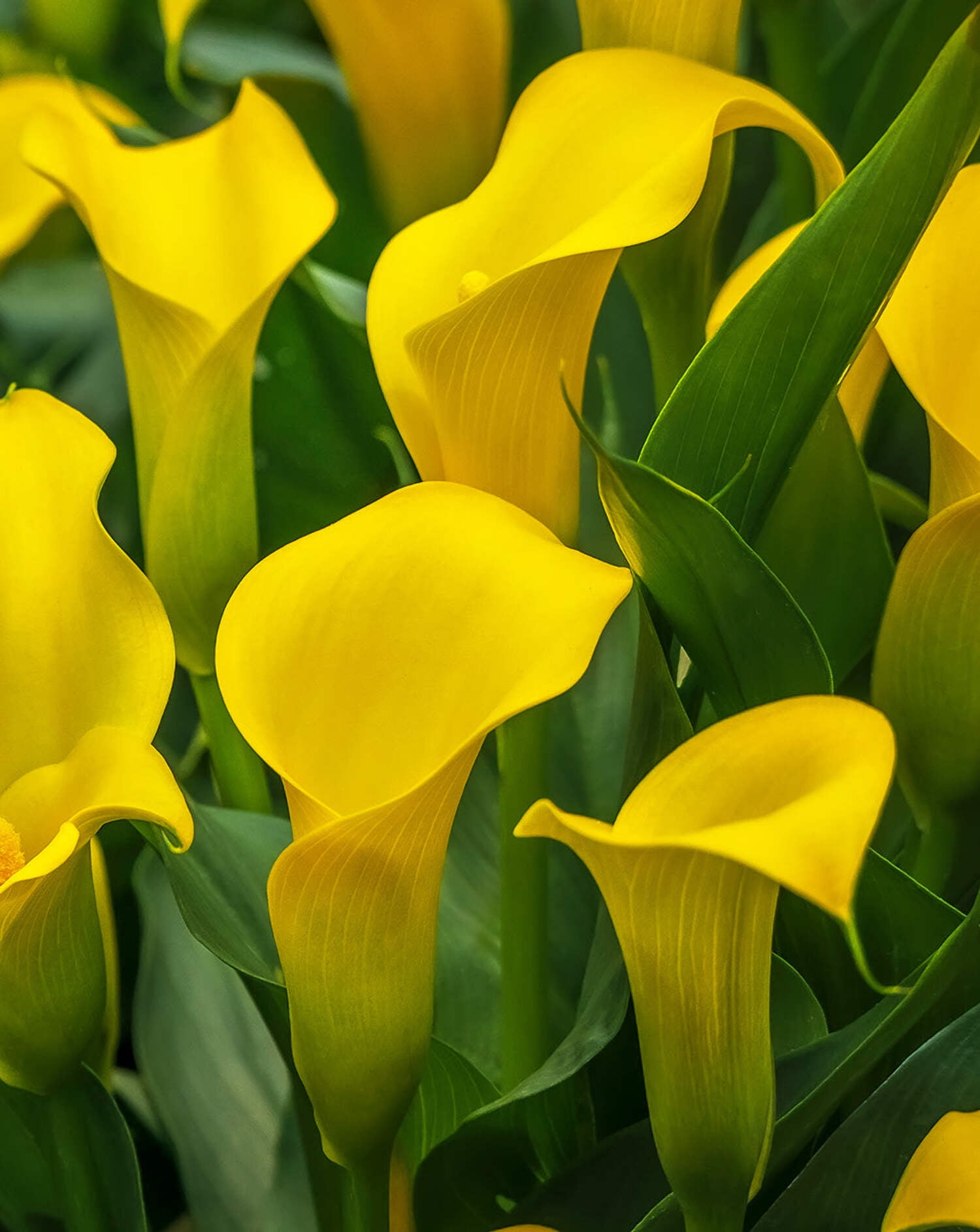 Sun Club Calla Lily® - 3 tubers - Walmart.com