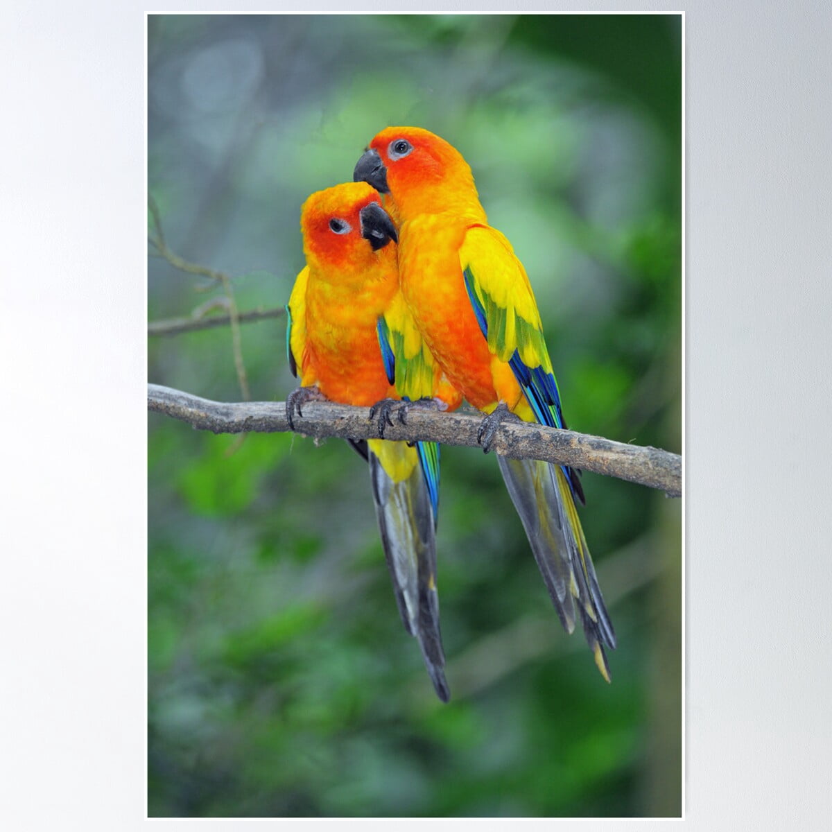 Sun Conure - Singapore Poster Wall Art, Modern Wall Decor For Living ...