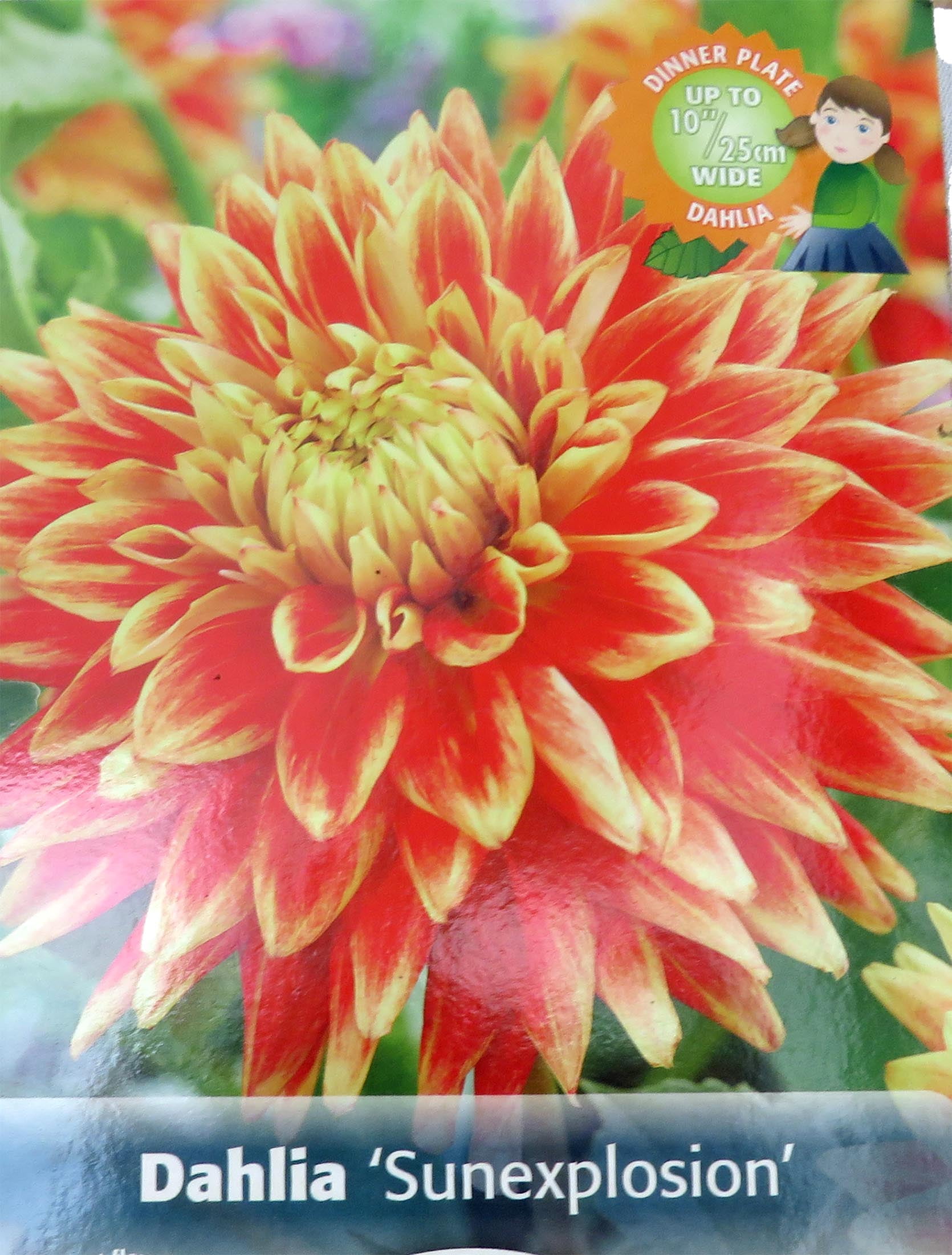 Sun Explosion Dahlia - Dinnerplate Flower - #1 Size Root Clump ...