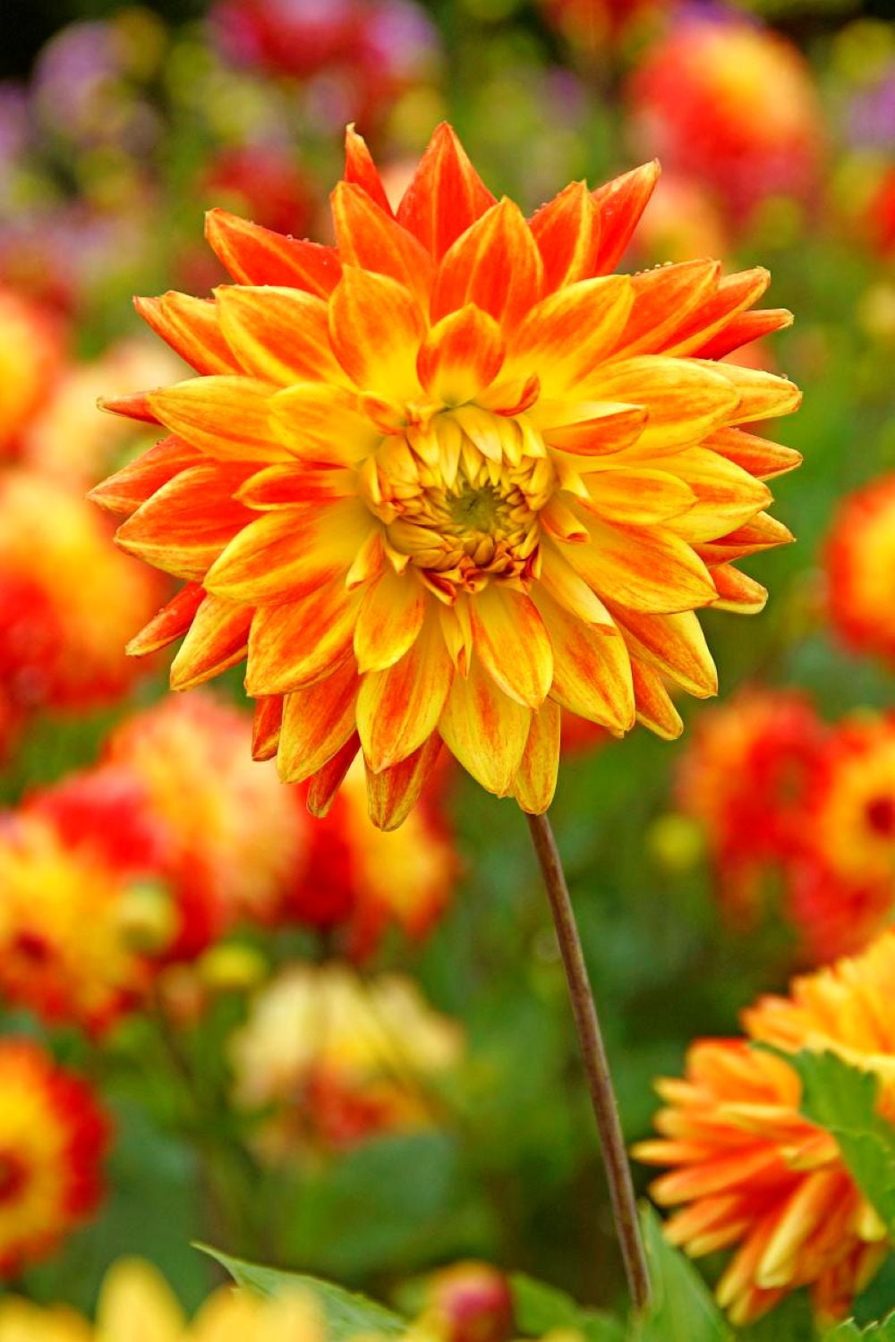 Sun Explosion Dahlia - Dinnerplate Flower - #1 Size Root Clump ...