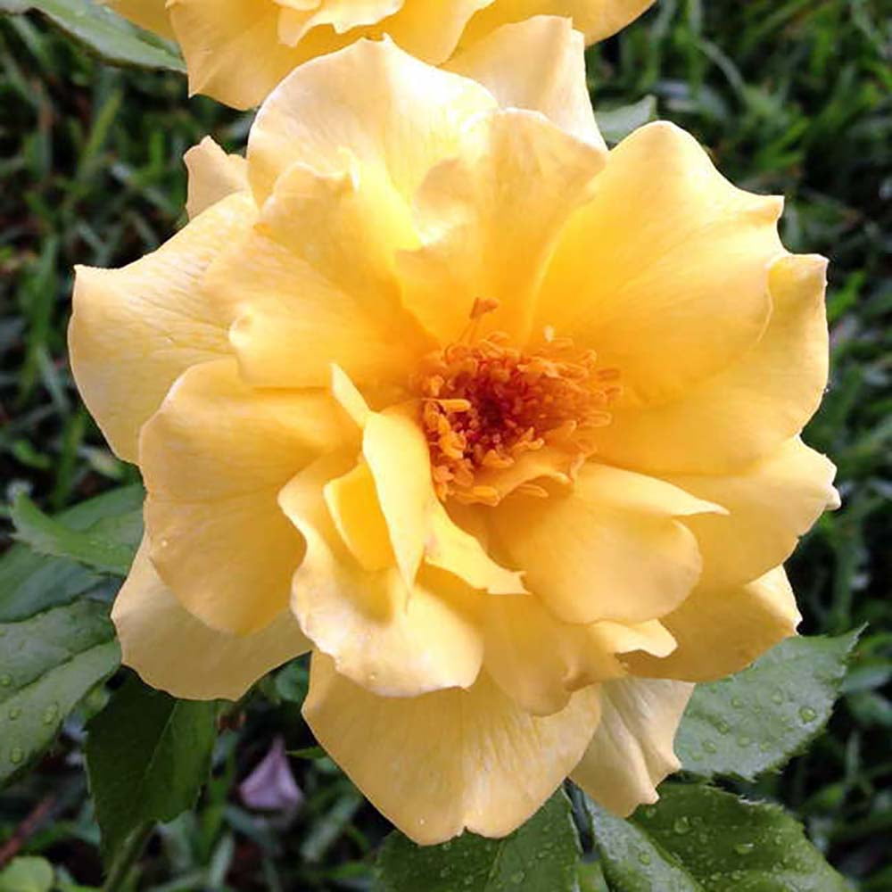 Sun Flare Rose Bush - Lemon Yellow Blooms - 4" Pot - Walmart.com