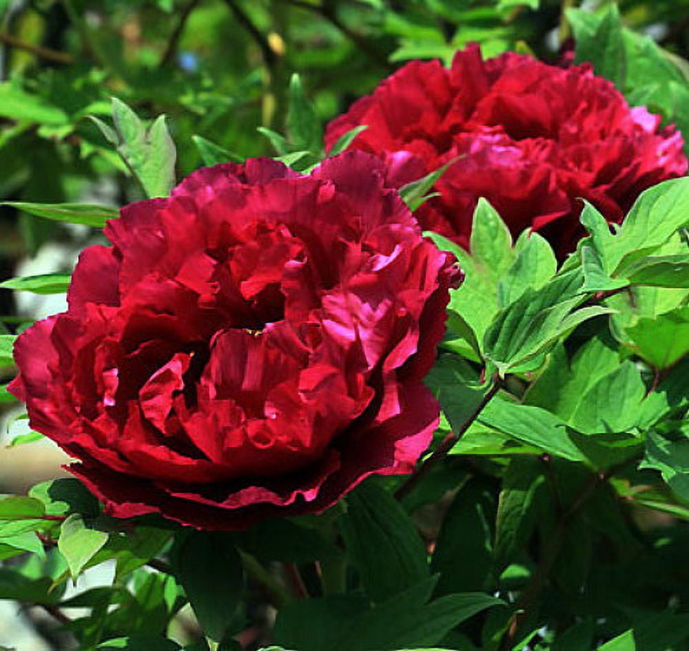 How To Plant And Grow Tree Peony(Paeonia Suffruticosa), 02/15/2024